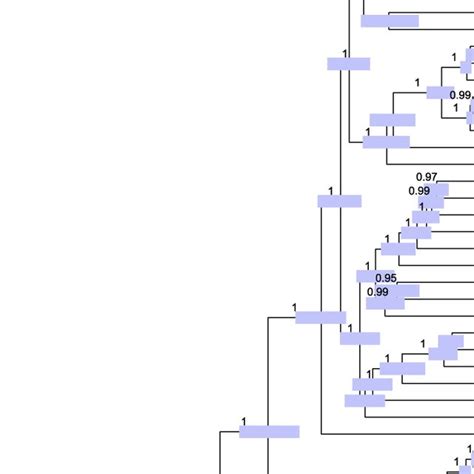 bayesian chronogram with estimated divergence times node error bars