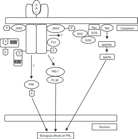 Schematic Representation Of The Prlr Signaling Pathways Long Isoform