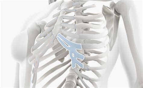 미니절개 자가늑코성형 워나성형외과