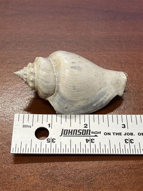Rare Fossilized Fighting Conch Shell From Central Florida Pliocene Era