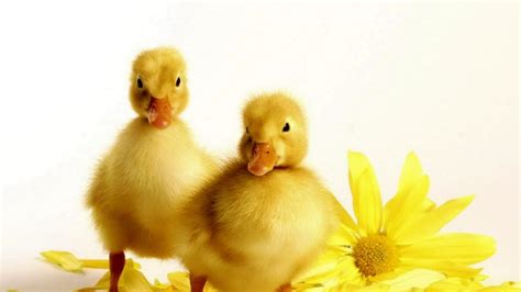 귀여운 아기오리 사진들 모음★고화질 컴퓨터 배경화면 바탕화면★1920 1080 네이버 블로그