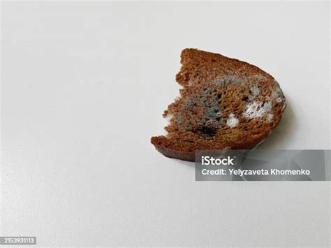 밝은 배경에 흰색과 파란색 곰팡이로 덮인 갈색 빵 조각 박테리아와 곰팡이로 상한 밀과 호밀 가루로 만든 빵 한 덩어리 평면도