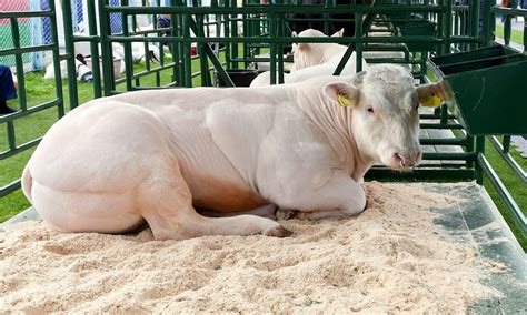 Belgian Blue Conheça A Raça Mais Musculosa Do Mundo Agron