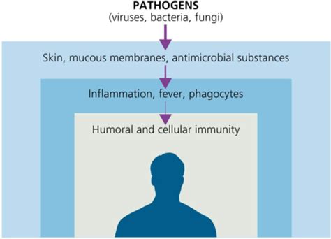 Chapter Innate Immunity Nonspecific Defenses Of The Host Flashcards Quizlet