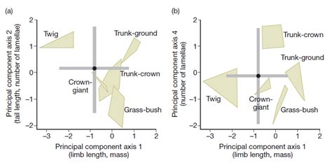 Of Ecomodes And Ecomorphs Ii Has The History Of Anole Habitat Use Been Marked By Evolution