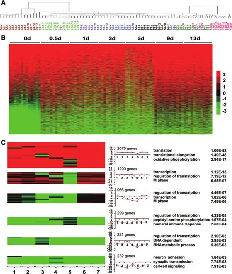 Global Expression Patterns Of Known Refseq Genes During Multipotent
