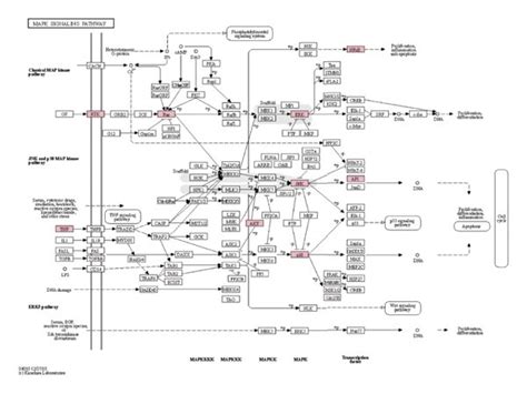 C Type Lectin Receptor Signalling Pathway A And Mapk Signalling Download Scientific Diagram