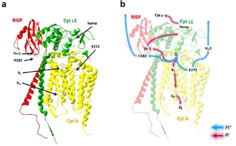 Crystal Structure Of Yeast Cytochrome Bc 1 Complex Subunits A The Download Scientific Diagram