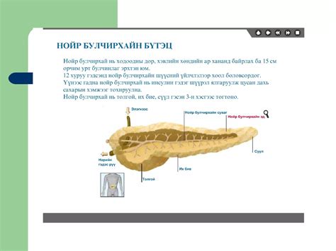 хүний хоол боловсруулах эрхтэн Ppt