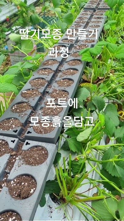 딸기모종 만들기과정 자세한영상은 따로 올릴께요딸기모종딸기모종만들기 Youtube