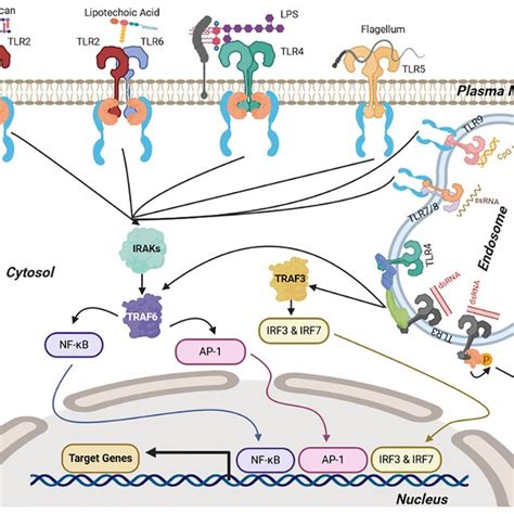 Toll Like Receptor Tlr Signaling Upon Ligand Binding At The Cell