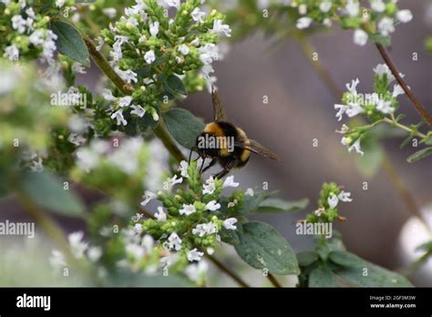 An English Bumble Bee Pollinating Flowers Whilst Extracting Nectar