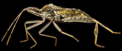 Female Narnia Femorata Narnia Bugguide Net