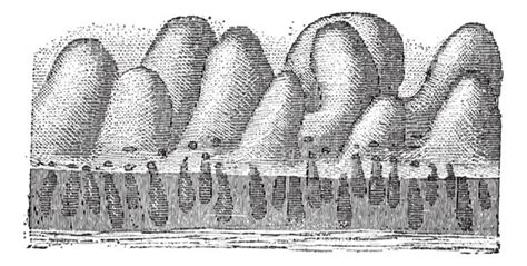 Crypts Lieberkuhn Over 6 Royalty Free Licensable Stock Illustrations And Drawings Shutterstock