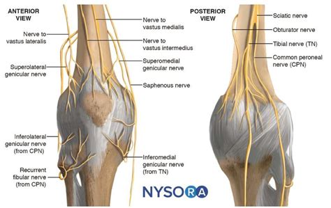 Geniculate Nerve Injection Wikism Sports Medicine Wiki