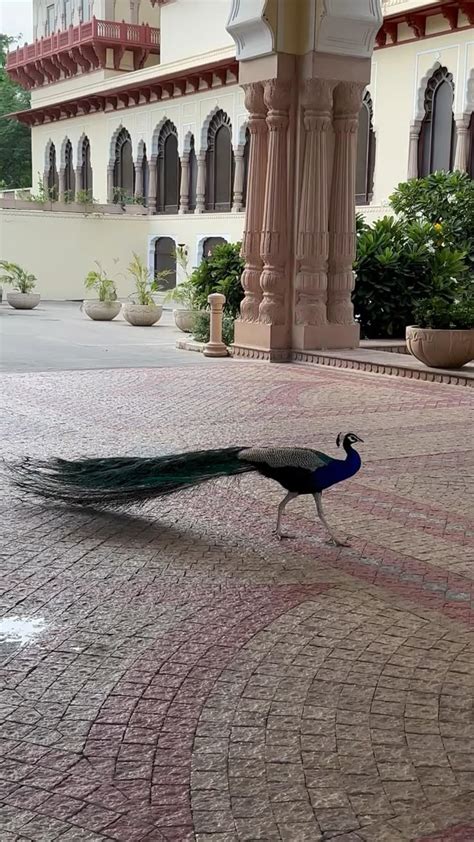 Rambagh Palace Jaipur Quick Travel City Palace Udaipur Beautiful