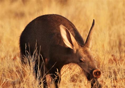 Meet The Aardvark Safari African Travel Blogger Wildlife Lover