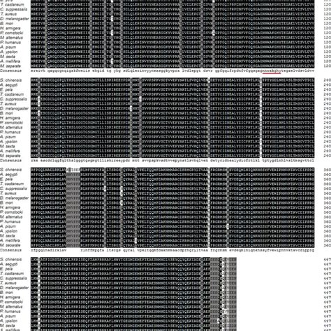 Nucleotide And Deduced Amino Acid Sequences Of The Cloned Tubulin Gene Download Scientific
