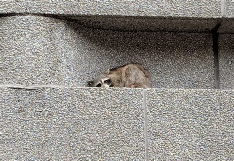 Raccoon Gets Everyones Attention As He Climbs The 25 Story Building In
