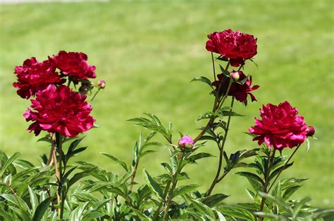 꽃들 모란 봄 Pixabay의 무료 사진