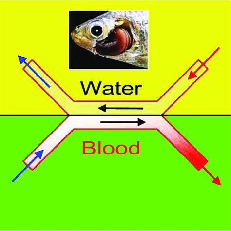 Bifurcation Of The Airways Of The Mammalian Lung Notes A Latex Cast