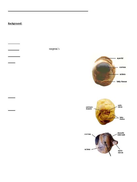 Eye Disection Lab Pdf Eye Facial Features