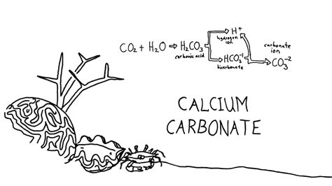 Demystifying Ocean Acidification And Biodiversity Impacts