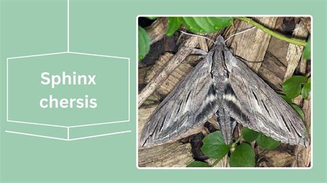 25 Types Of Hawk Moth Identification With Pictures