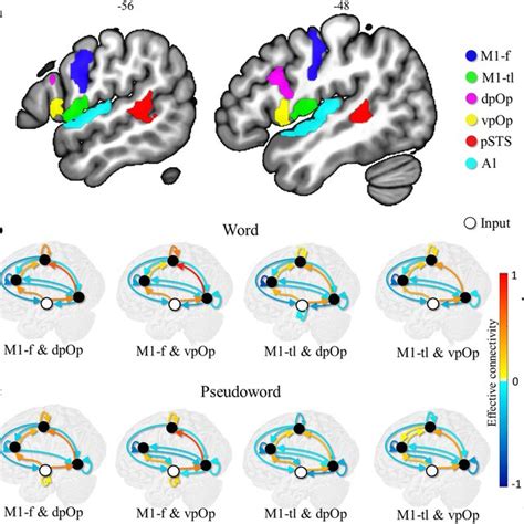Estimated Effective Connectivity For The Anatomical Regions Of