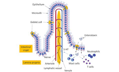 Staphylococcal Enterotoxin Antigens