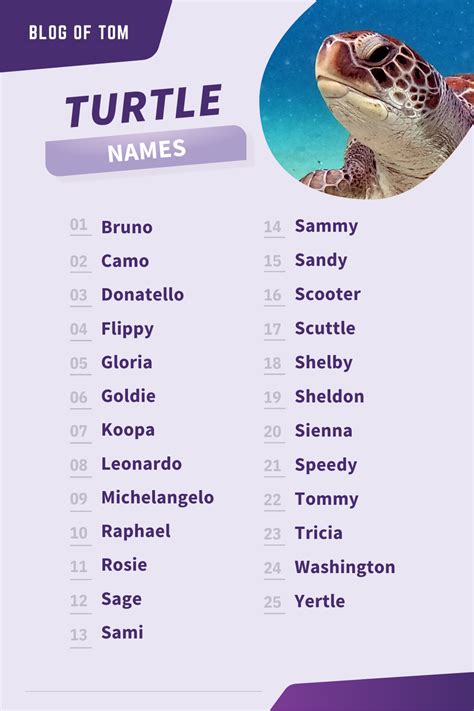 Best Turtle Names In English Artofit