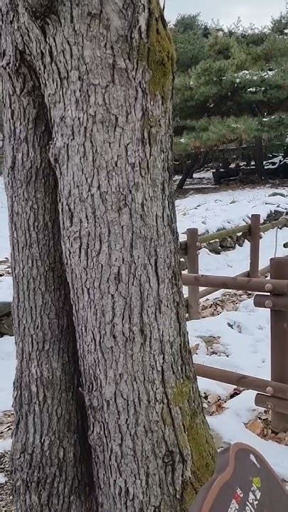 소망이 이루어진다는 충북괴산의 연리지 Youtube