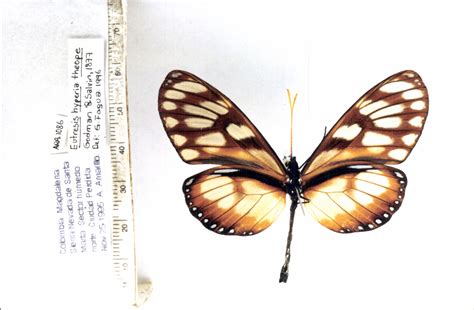Eutresis Hypereia Theope Pinned Specimens