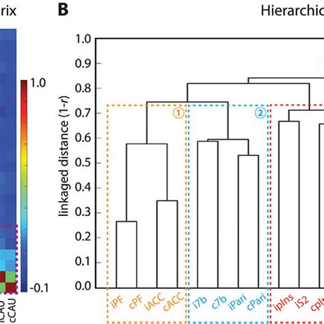 Functional Connectivity Relationships Among The Regions Identified In