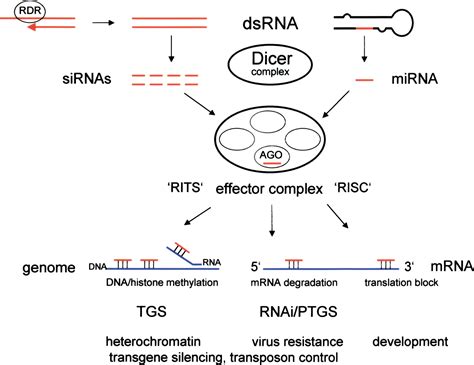 How RNA Plays A Role In Genetic Building Blocks Discover Health Now