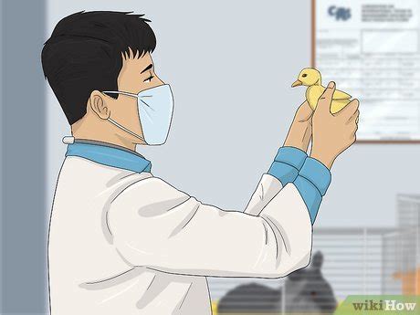 How To Tell The Sex Of A Baby Duck By Quack Plumage Vent