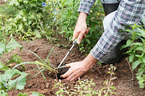 Planting Lemongrass By Stocksy Contributor Harald Walker Stocksy