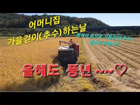 어머니집 가을걷이 추수 하는 날 형제의 힘으로 추수 콩콩팥팥 콤바인 콤바인벼수확 풍년 가을걷이 형제 남동생