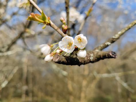 Xiaomi Mi Ultra Review Really Big Phone Really Big Camera Petapixel