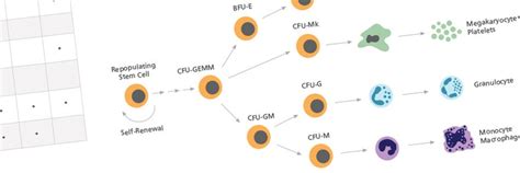 Culture And Analysis Of Hematopoietic Progenitor Cells In Cfu Assays
