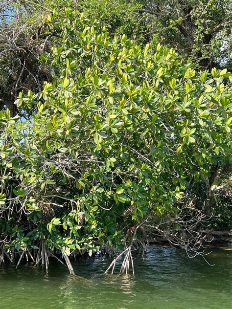 Red Mangroves Leaves