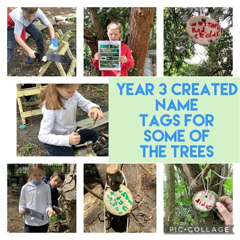 Identifying Trees Tree Councils Young Tree Champions
