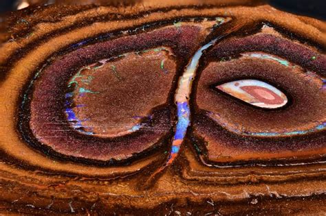 Slice Of A Fossilized Tree Trunk With Opal In Its Rings Geology Wildlife Conservation