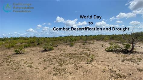 Harnessing The Power Of Reforestation Combating Desertification And