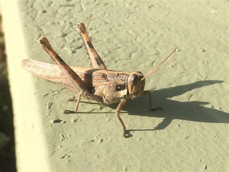 Big Grasshopper 2 By Midway2009 On Deviantart