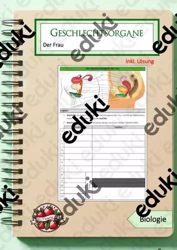 Die Geschlechtsorgane Der Frau Unterrichtsmaterial Im Fach Biologie