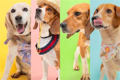 새 견생 기다리는 실험비글과 인디밴드 돕는 크라우드 펀딩