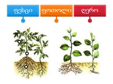 მცენარის აგებულება დააკავშირე ისრებით Labelled Diagram