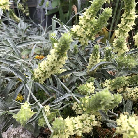 Bergtee Die Naturgärtnerin