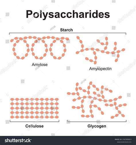 Polysaccharide Glycogen
